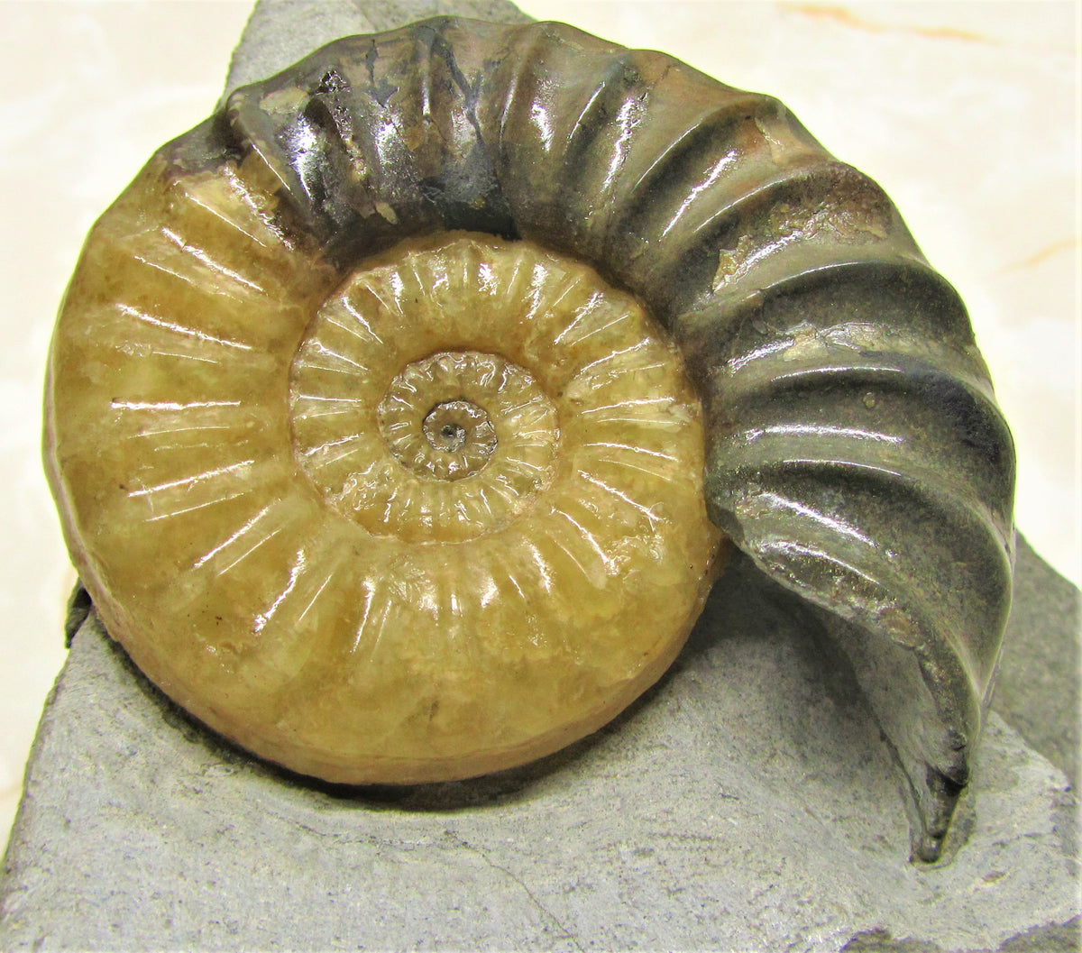 Previously sold fossils – Jurassic Coast Fossils