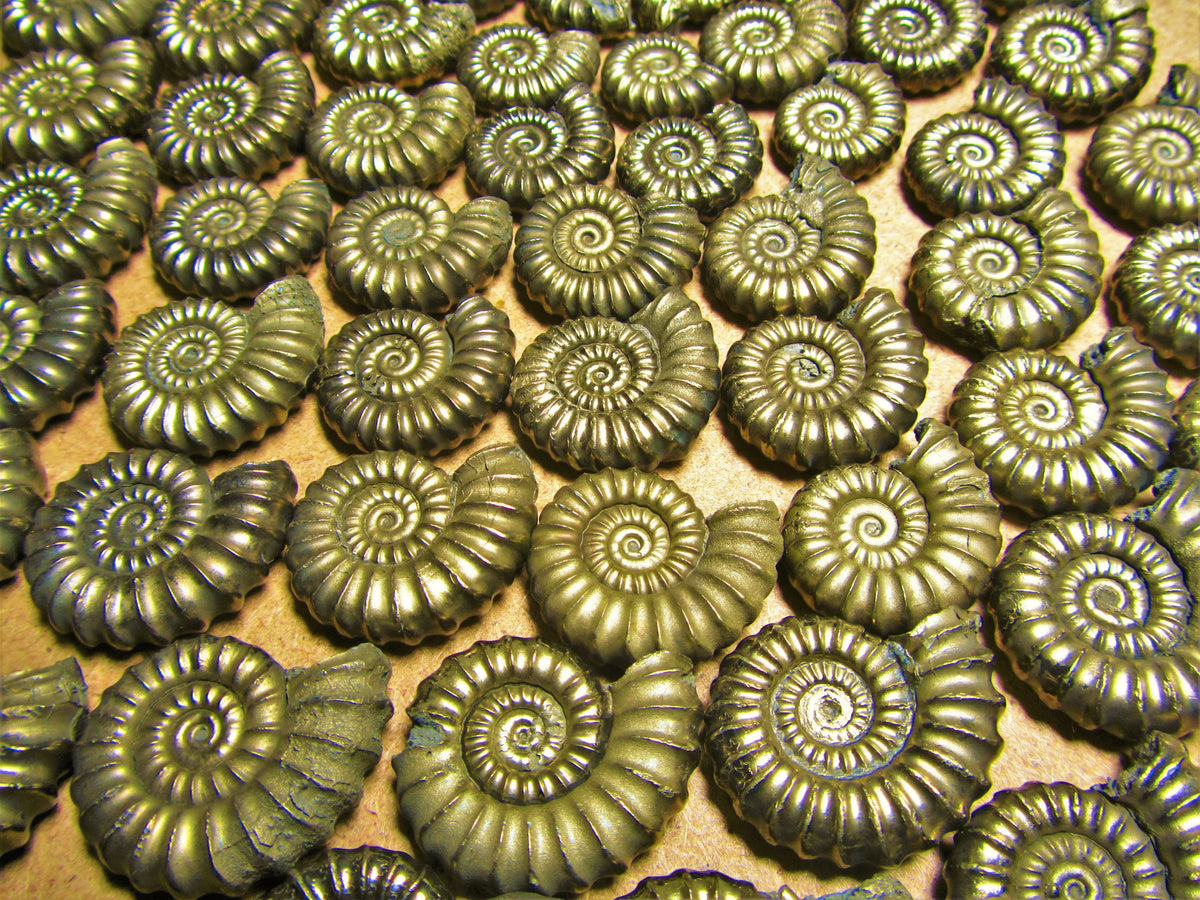 Pyrite ammonites – Jurassic Coast Fossils