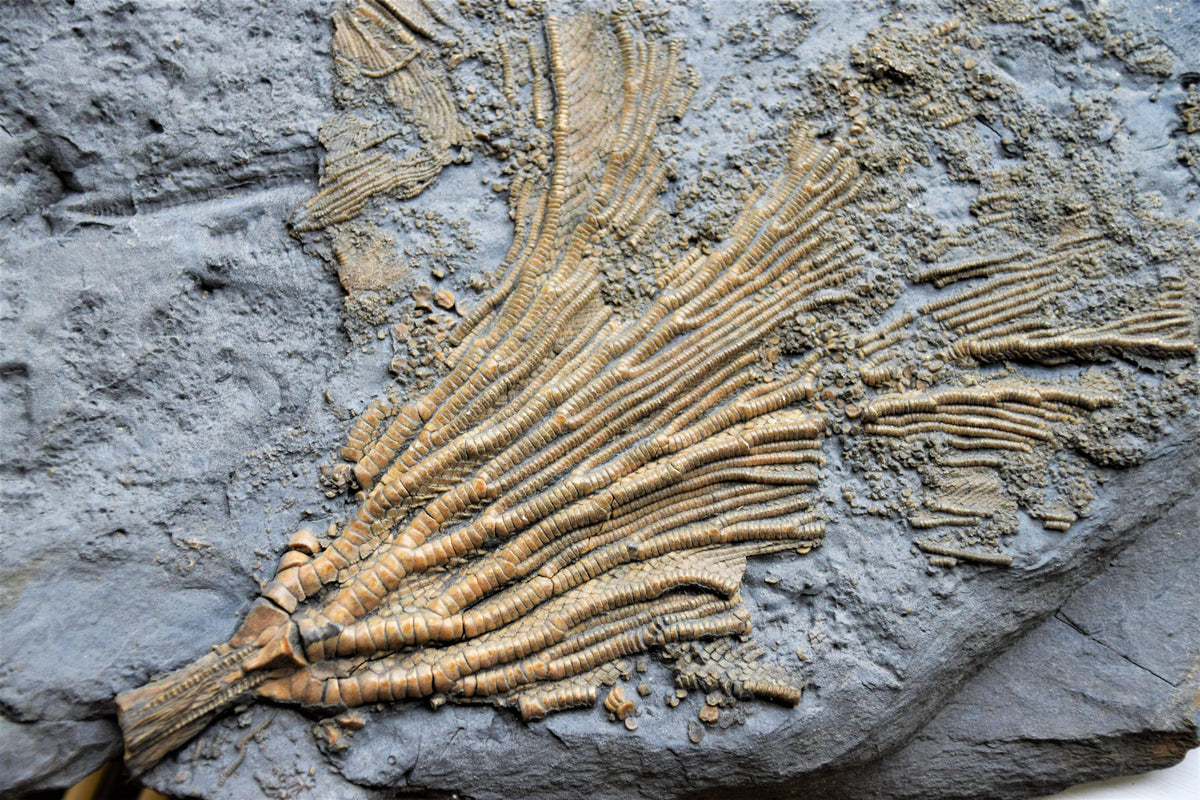 Crinoids – Jurassic Coast Fossils