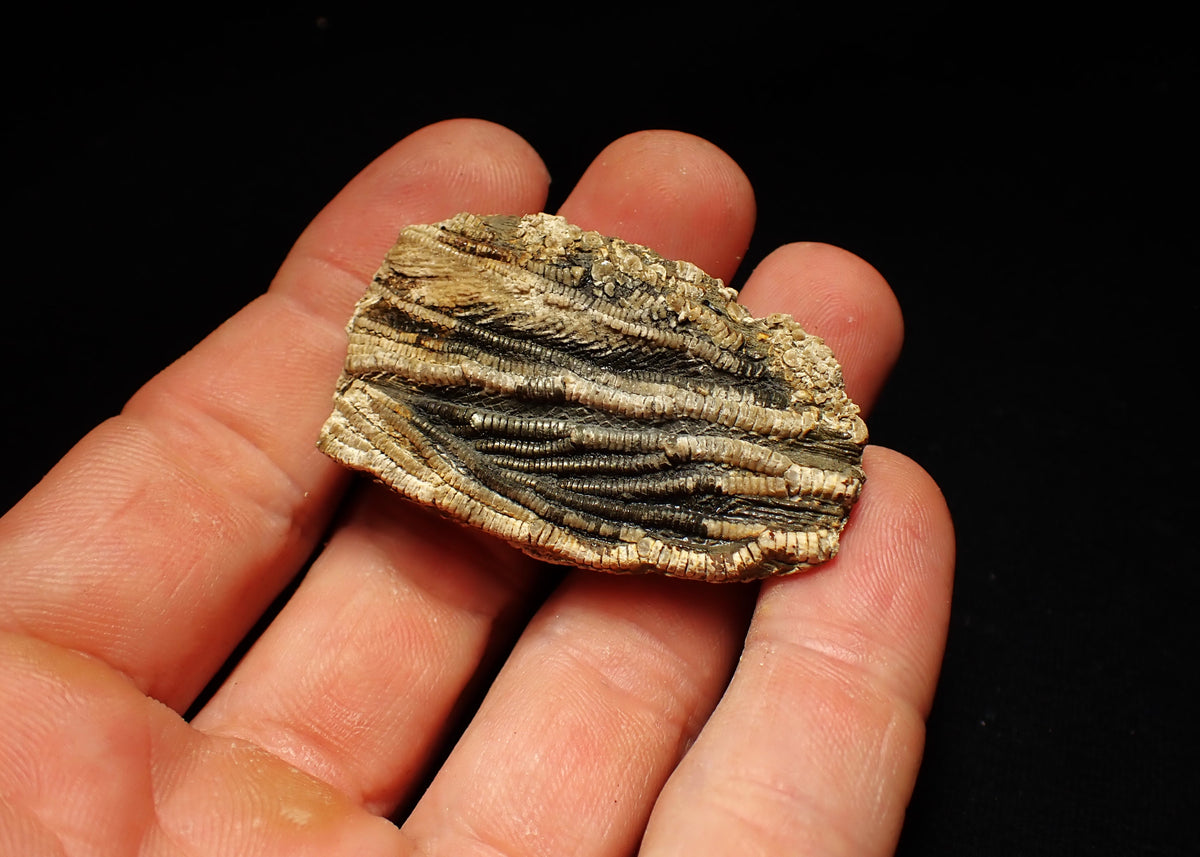 Detailed crinoid head fossil (50 mm) Pentacrinites fossilis – Jurassic ...