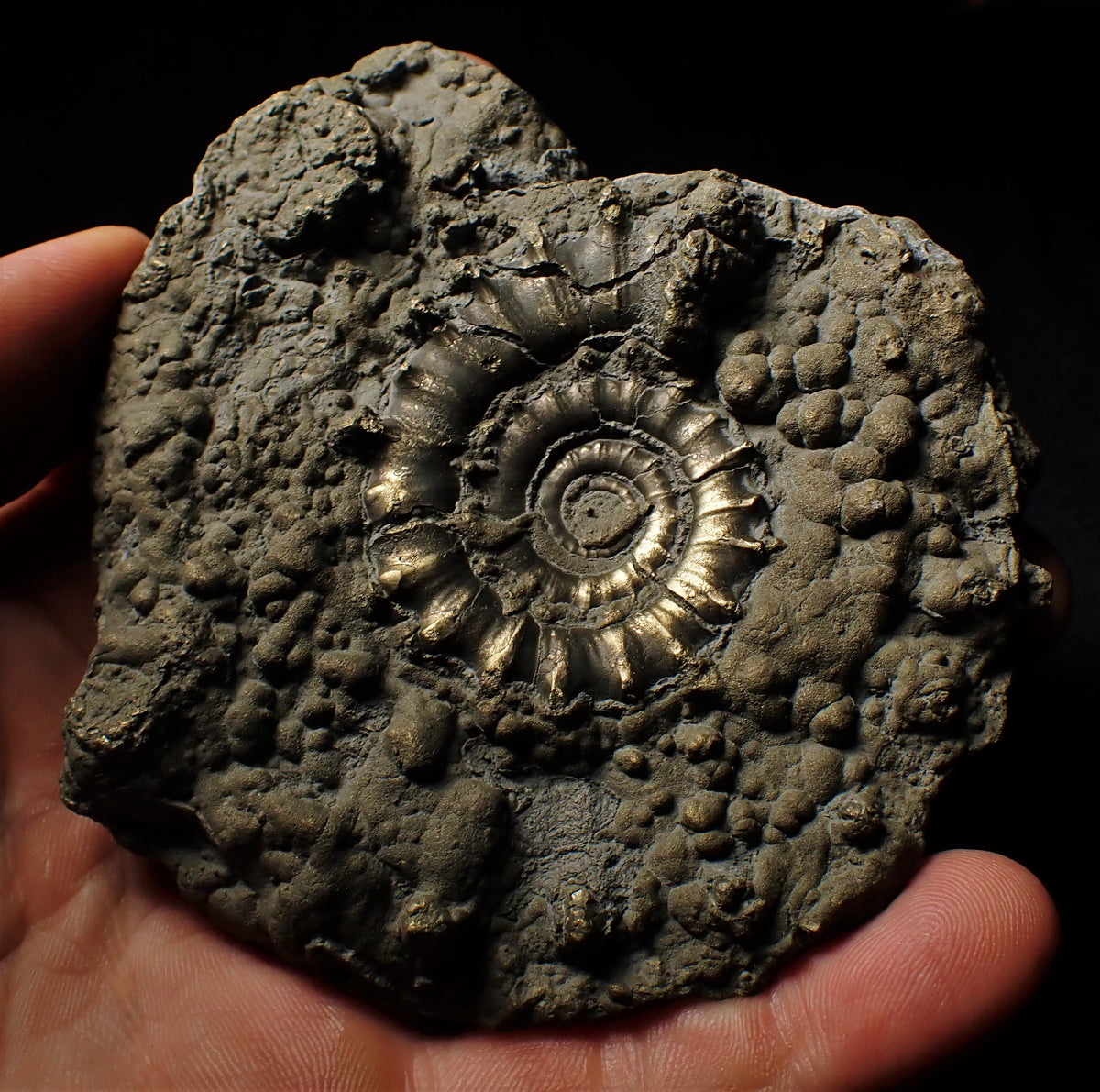 Large pyrite Eoderoceras ammonite 105 mm – Jurassic Coast Fossils