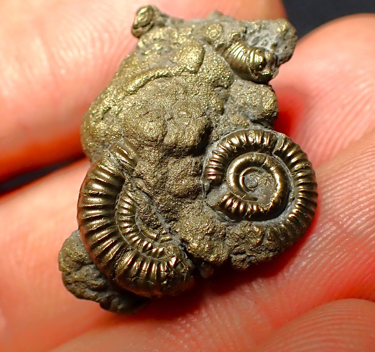 Pyrite multi-ammonite fossil (27 mm) – Jurassic Coast Fossils