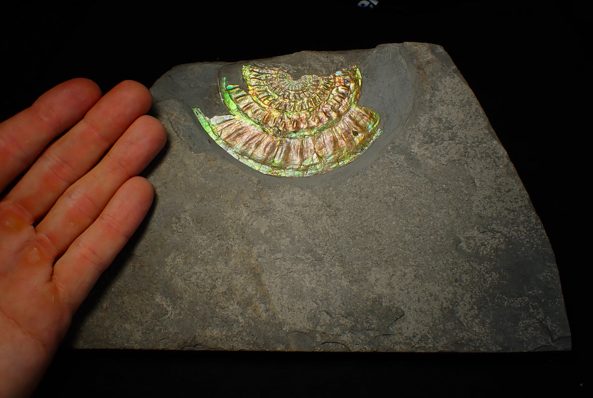 Rainbow iridescent Caloceras ammonite fossil display piece 91mm ...