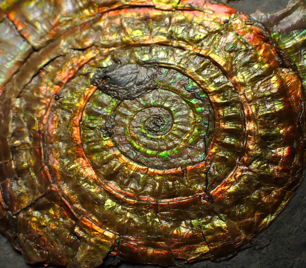 Rainbow iridescent Caloceras ammonite fossil display piece 88mm ...