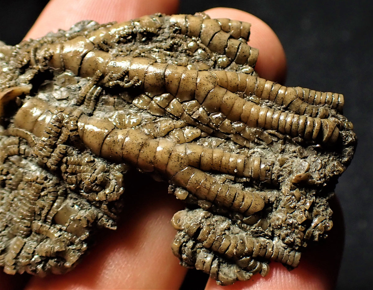 Detailed crinoid head fossil (77 mm) – Jurassic Coast Fossils