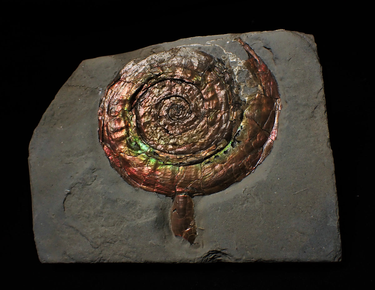 Large rainbow-coloured Iridescent Psiloceras display ammonite fossil ...