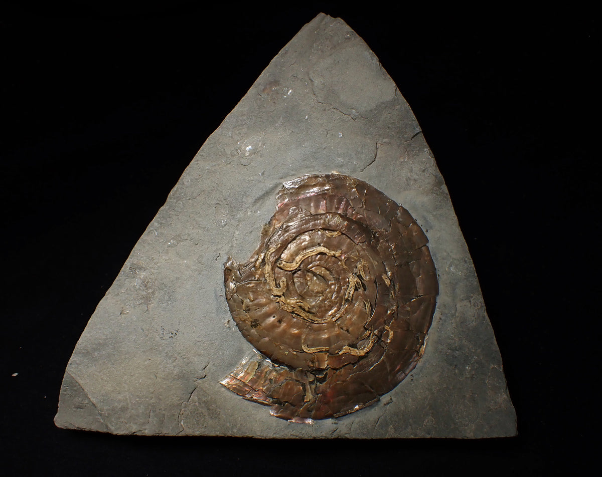 Large Psiloceras ammonite display piece with worm casts (82 mm ...