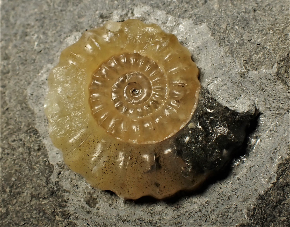 Large calcite Promicroceras ammonite display piece (30 mm) – Jurassic ...