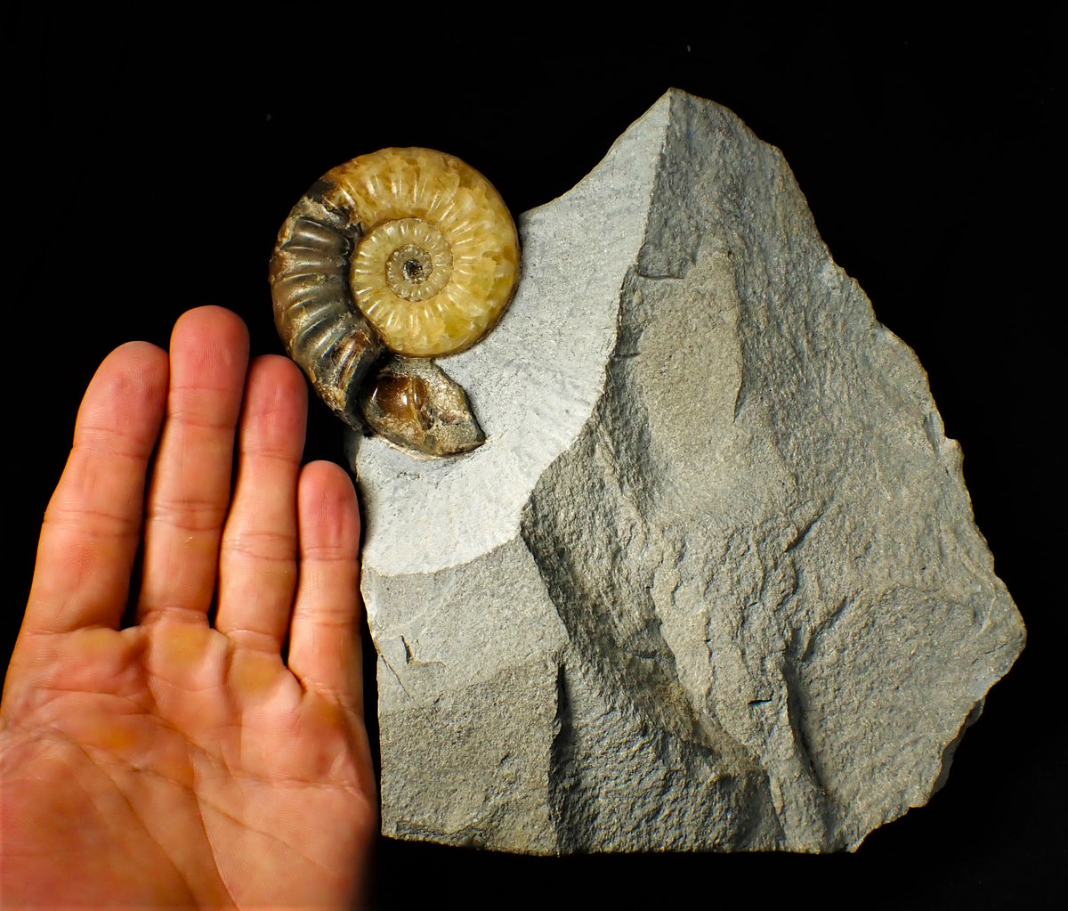 Asteroceras obtusum display ammonite fossil (82 mm) – Jurassic Coast ...