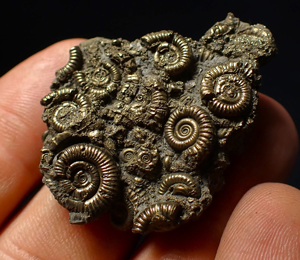 Stunning, full pyrite multi-ammonite fossil (42 mm) Crucilobiceras ...