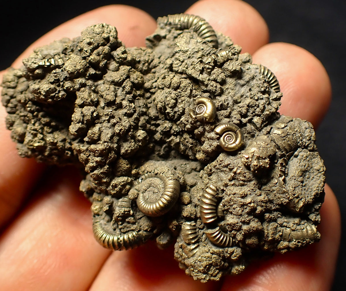 Large pyrite multi-ammonite fossil (54 mm) – Jurassic Coast Fossils