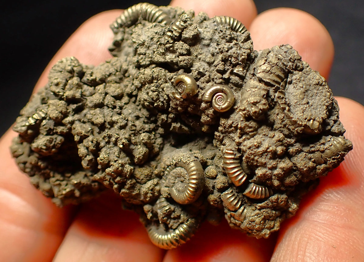 Large pyrite multi-ammonite fossil (54 mm) – Jurassic Coast Fossils
