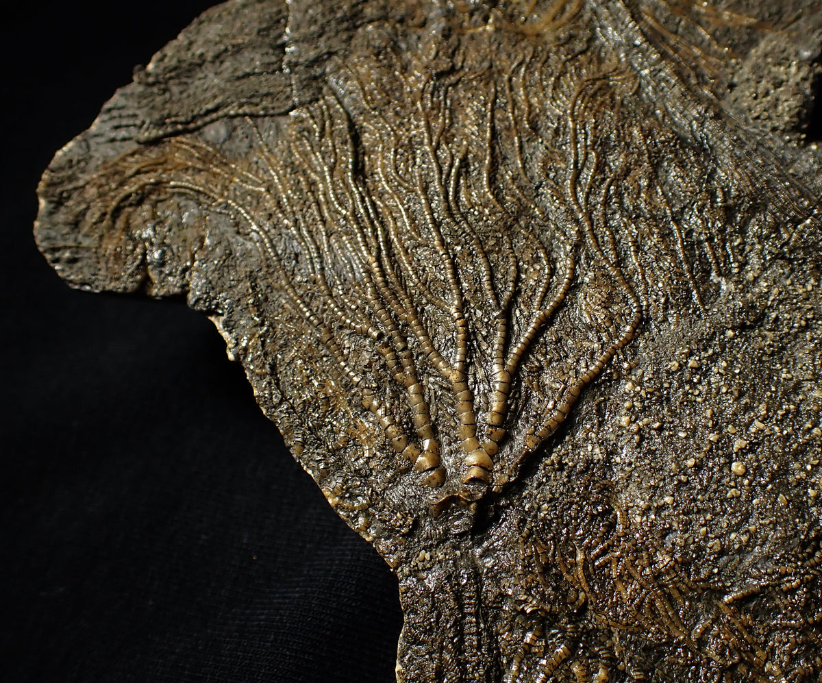 Large and rare highly detailed multi-crinoid fossil (145 mm) – Jurassic ...