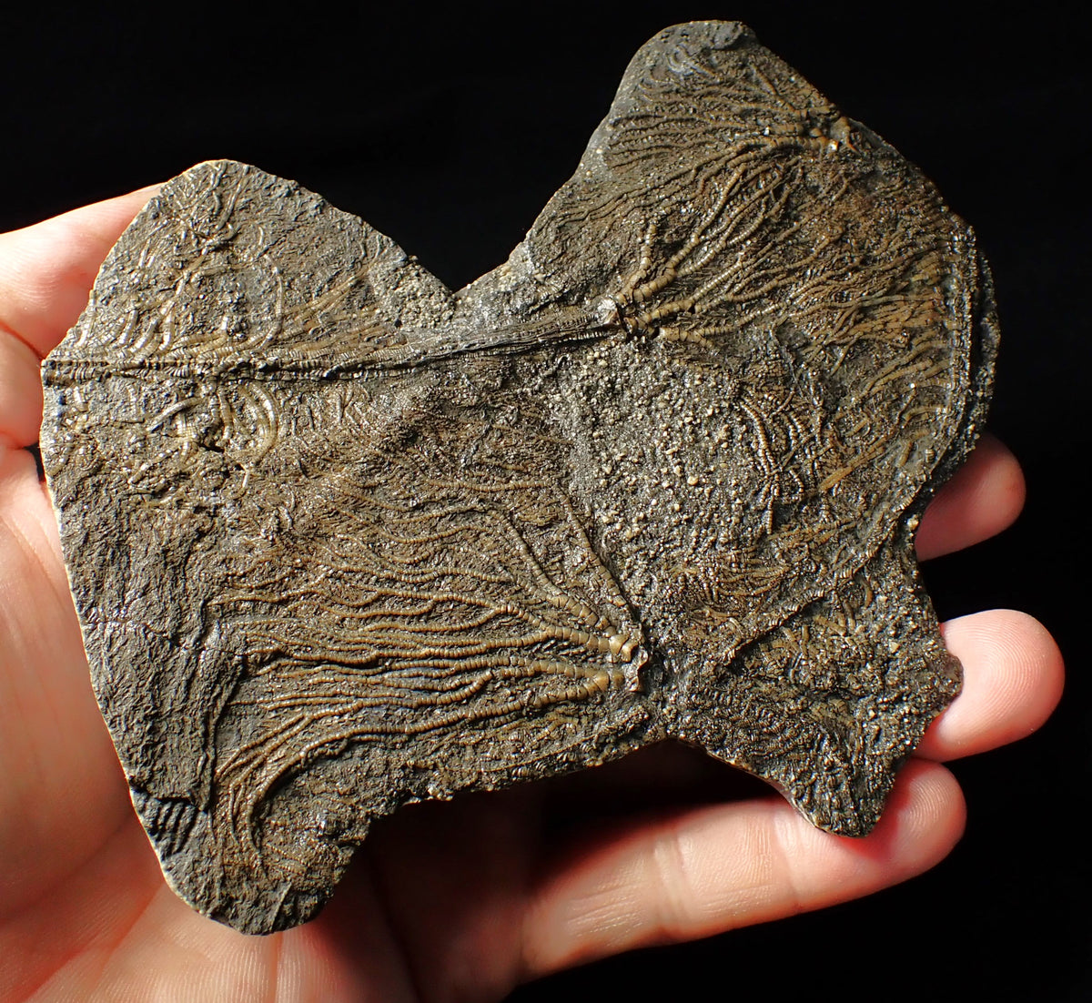 Large and rare highly detailed multi-crinoid fossil (145 mm) – Jurassic ...