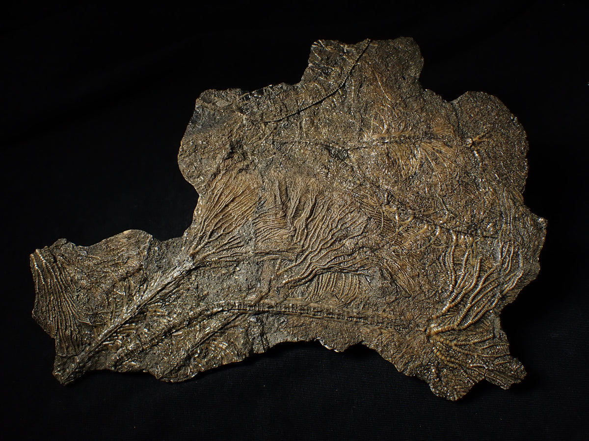Large and rare highly detailed multi-crinoid fossil (220 mm) – Jurassic ...