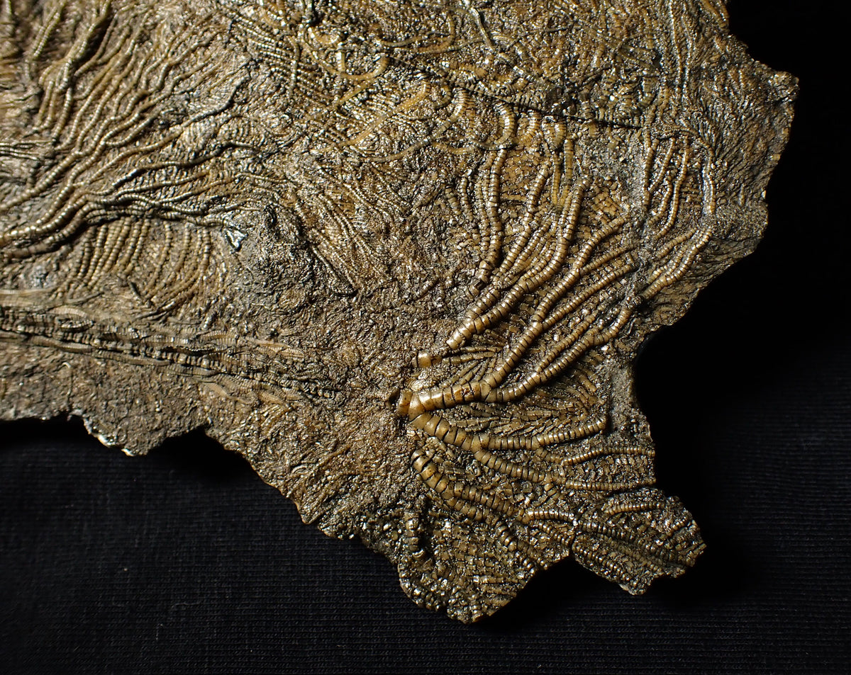 Large and rare highly detailed multi-crinoid fossil (220 mm) – Jurassic ...