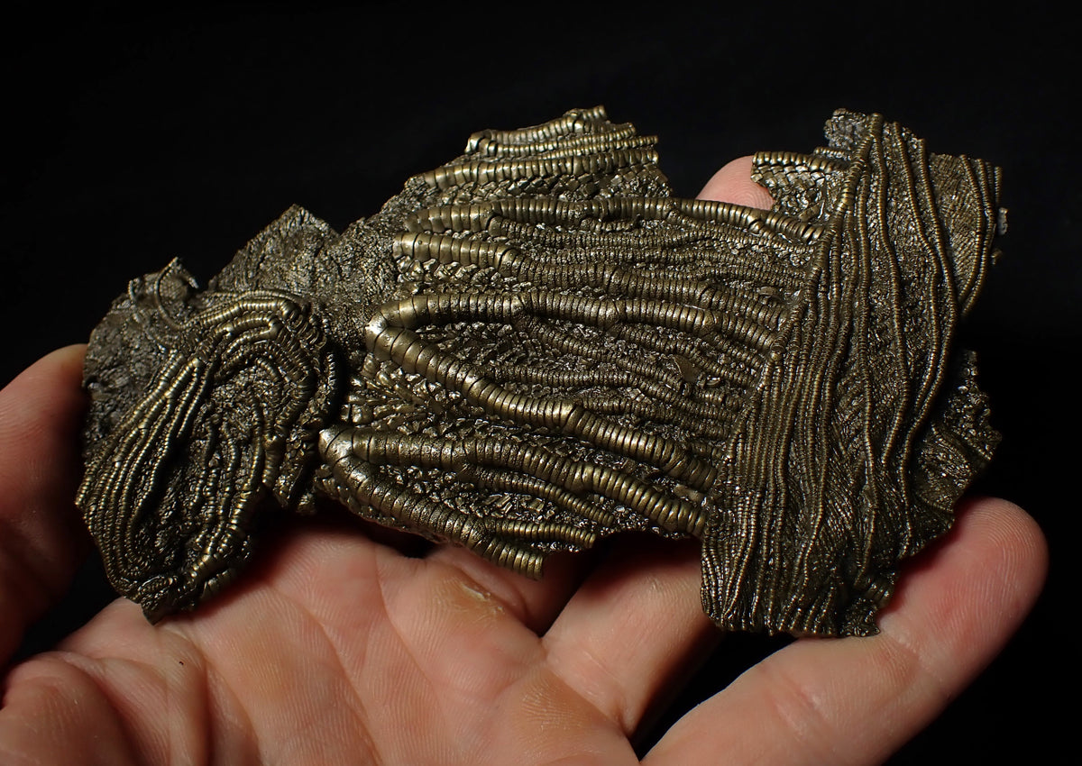 Large and rare highly detailed 3D pyrite crinoid fossil head (130 mm ...