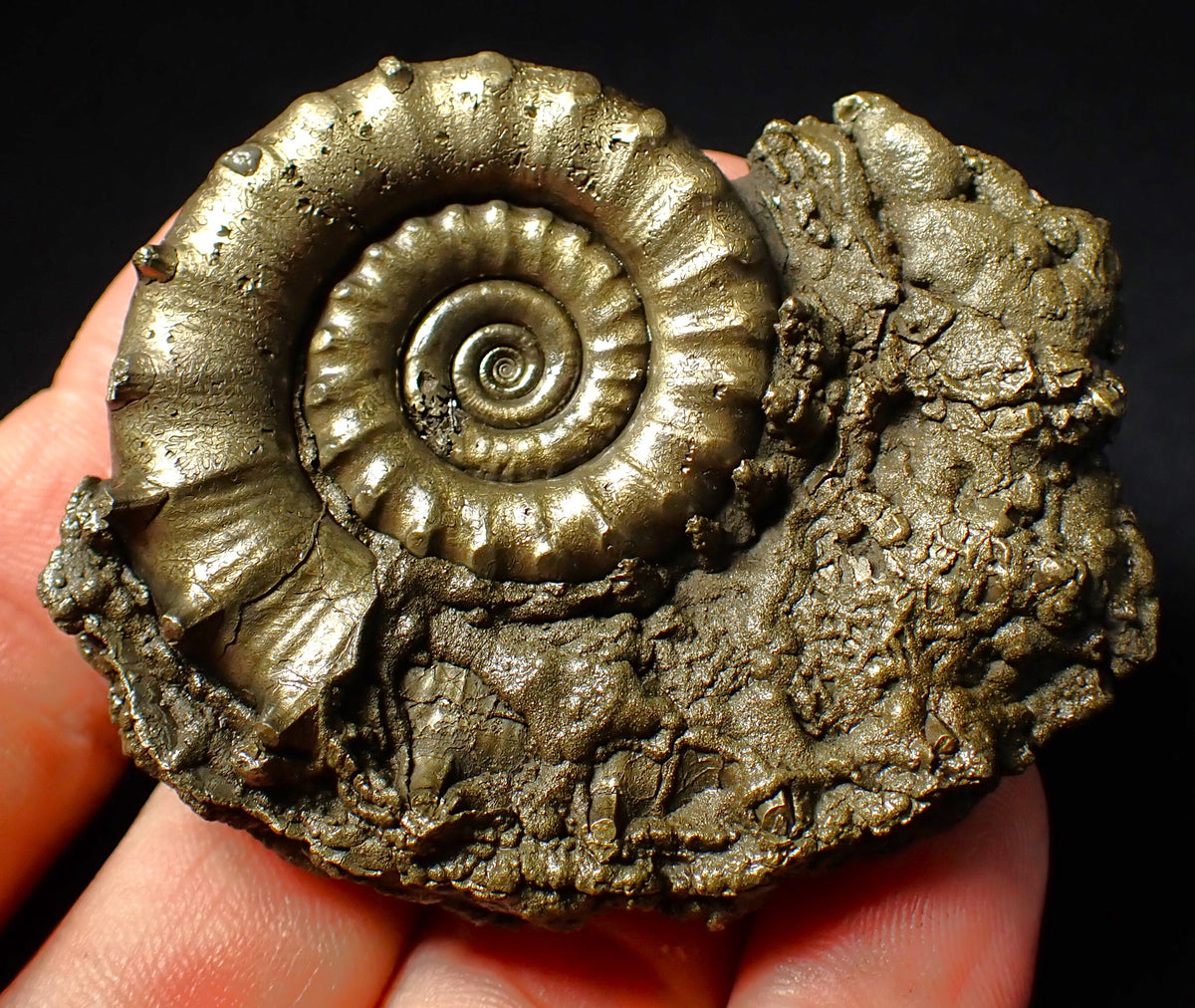 Perfect pyrite Eoderoceras ammonite fossil (65 mm) – Jurassic Coast Fossils
