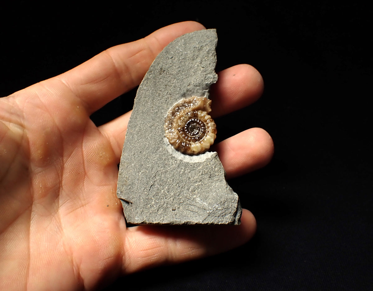 Calcite Promicroceras ammonite fossil display piece (20mm) – Jurassic ...