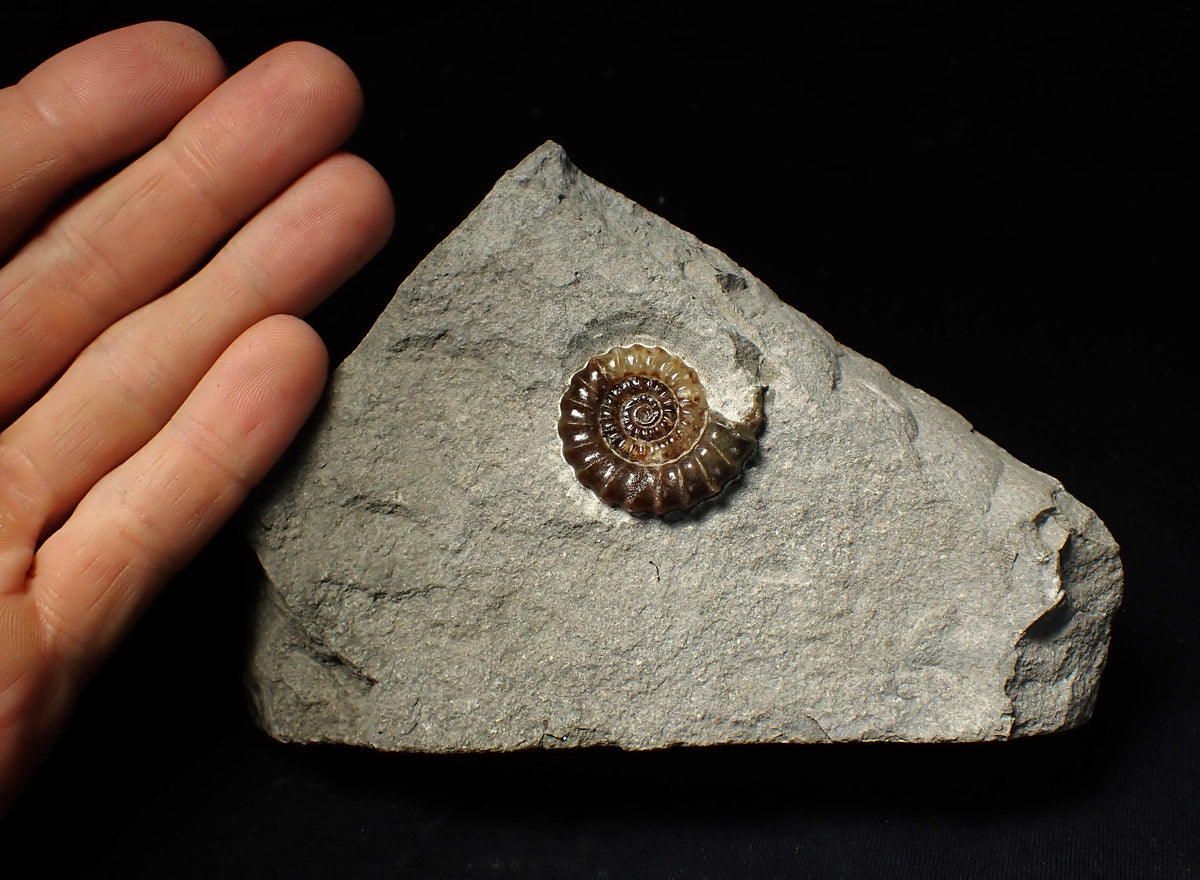 Large calcite Promicroceras ammonite fossil display piece (32mm ...