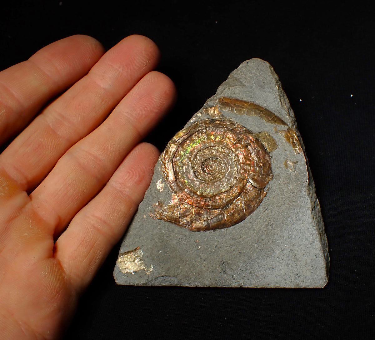 Rainbow iridescent Psiloceras ammonite fossil display piece – Jurassic ...