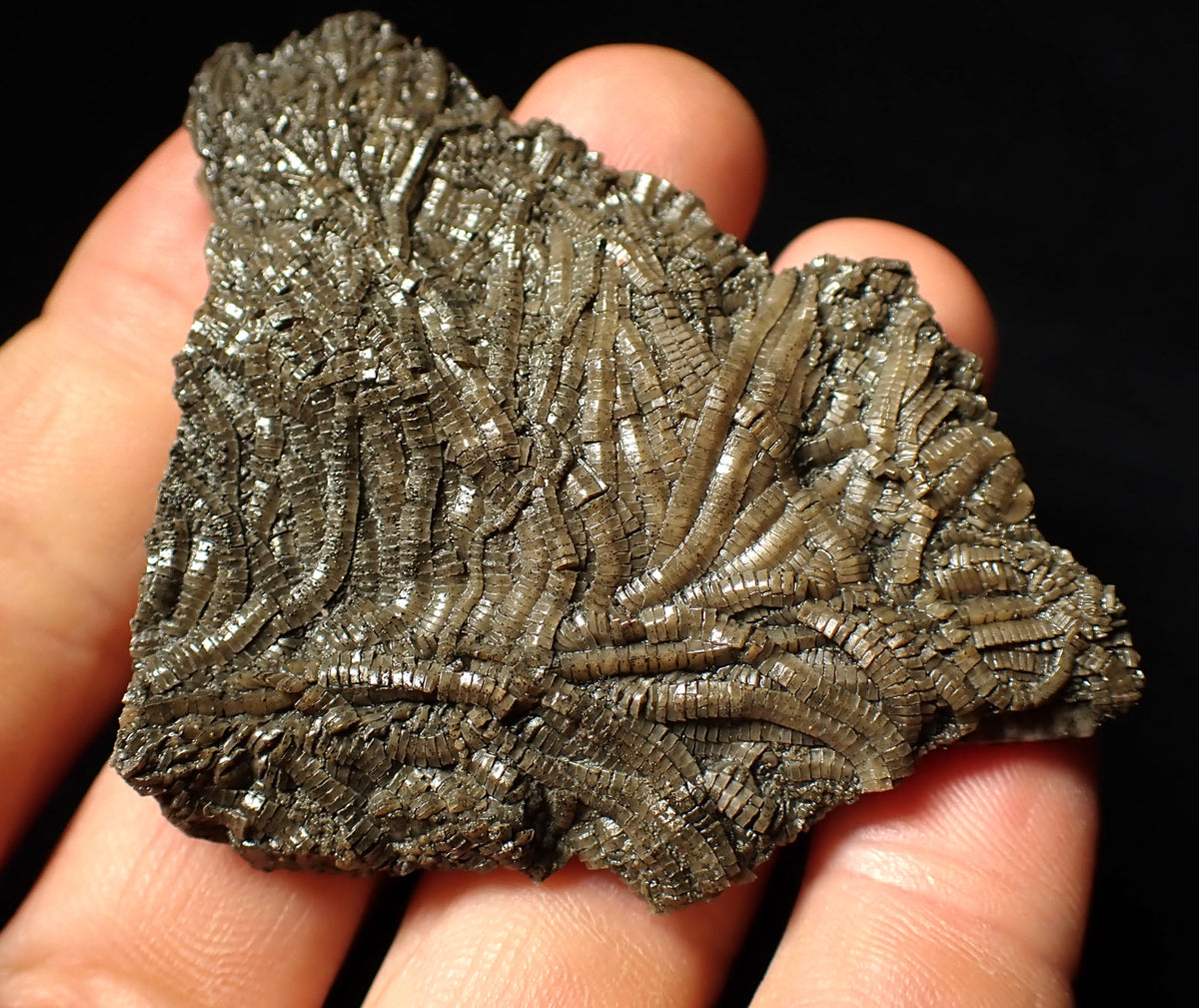 Detailed crinoid fossil (70 mm) – Jurassic Coast Fossils