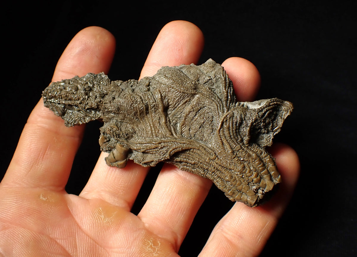 Rare highly detailed 3D crinoid head fossil (90 mm) – Jurassic Coast ...