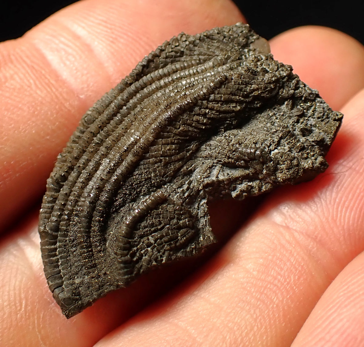 Detailed crinoid head fossil (35 mm) Pentacrinites – Jurassic Coast Fossils