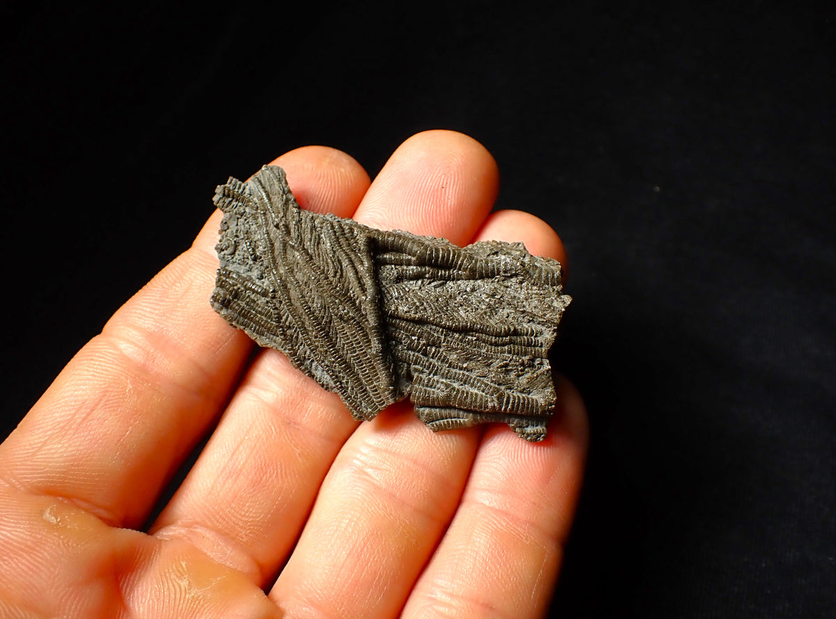 Detailed crinoid fossil head (60 mm) – Jurassic Coast Fossils