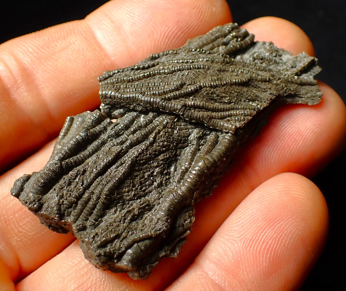 Detailed crinoid fossil head (60 mm) – Jurassic Coast Fossils