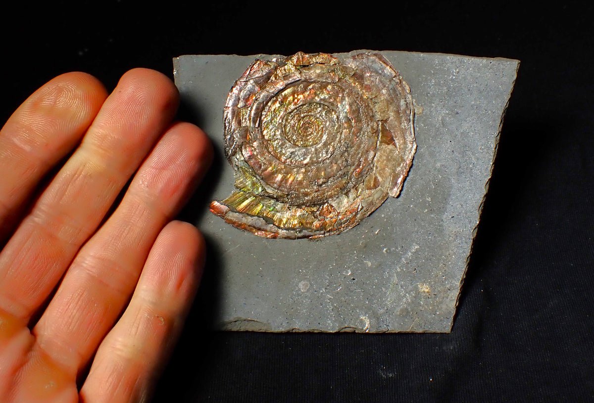 Rainbow iridescent Psiloceras ammonite fossil display piece – Jurassic ...