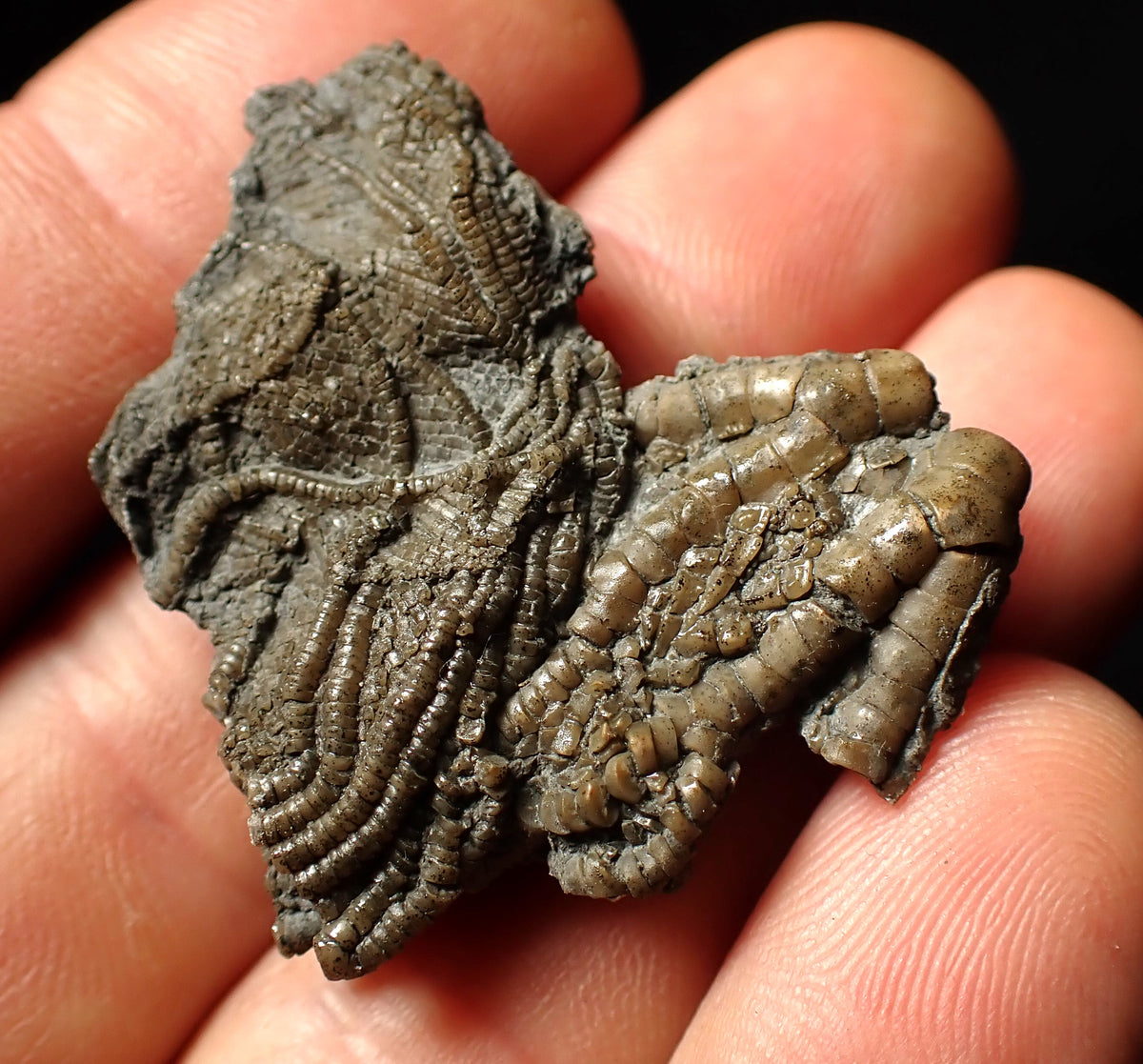 Detailed crinoid head fossil (40 mm) Pentacrinites – Jurassic Coast Fossils