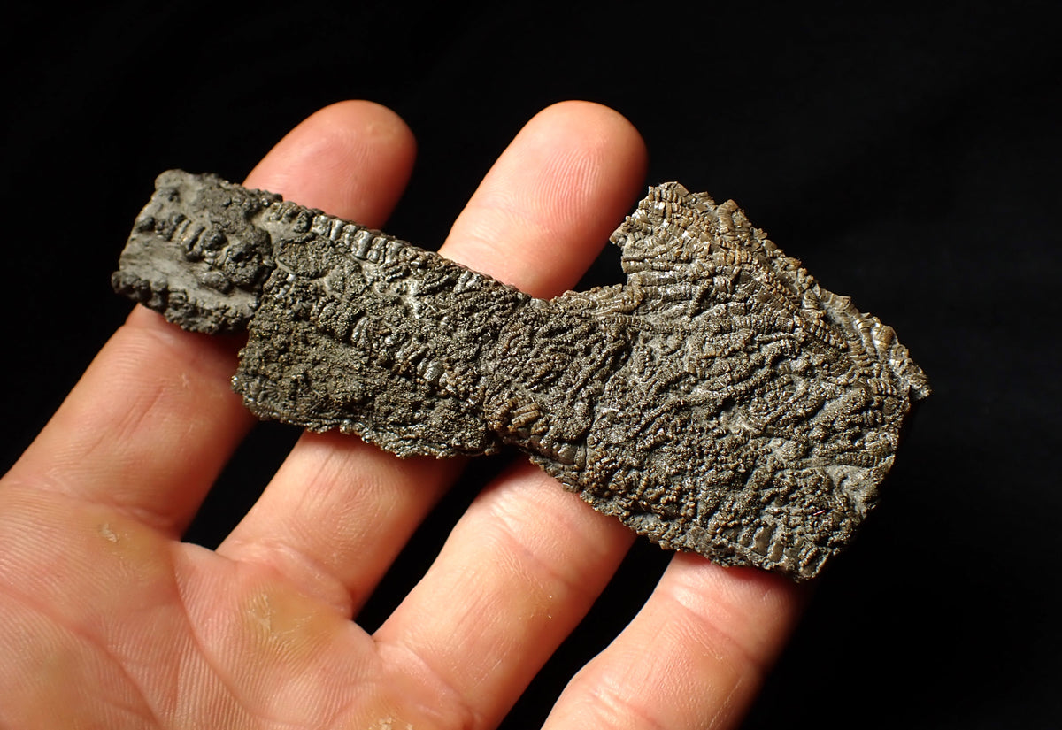 Detailed 3D crinoid multi-stem fossil (100 mm) – Jurassic Coast Fossils