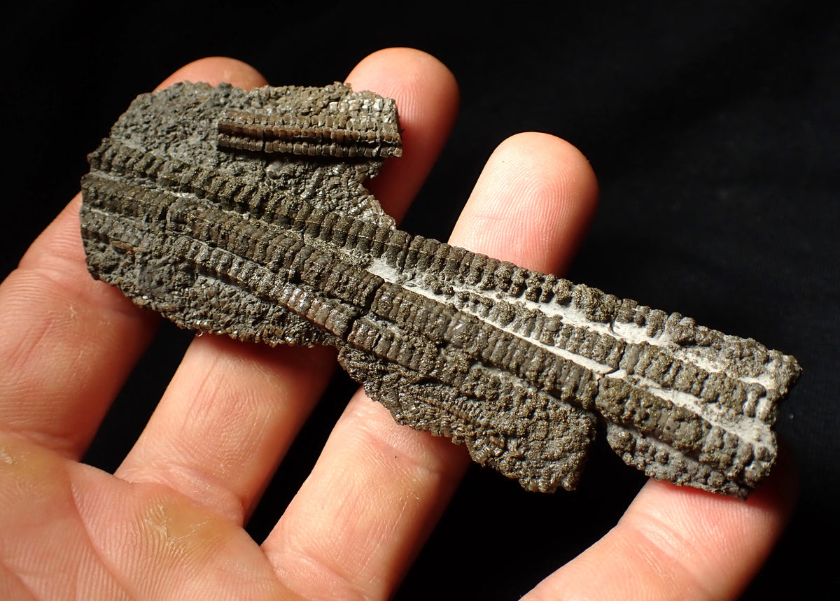 Detailed 3D crinoid multi-stem fossil (100 mm) – Jurassic Coast Fossils