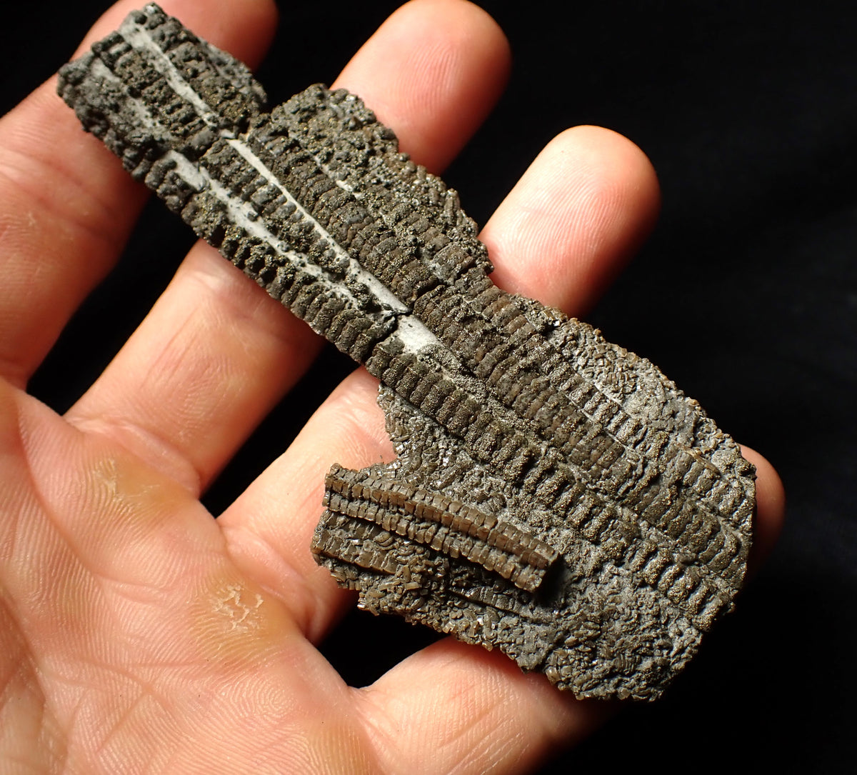 Detailed 3D crinoid multi-stem fossil (100 mm) – Jurassic Coast Fossils