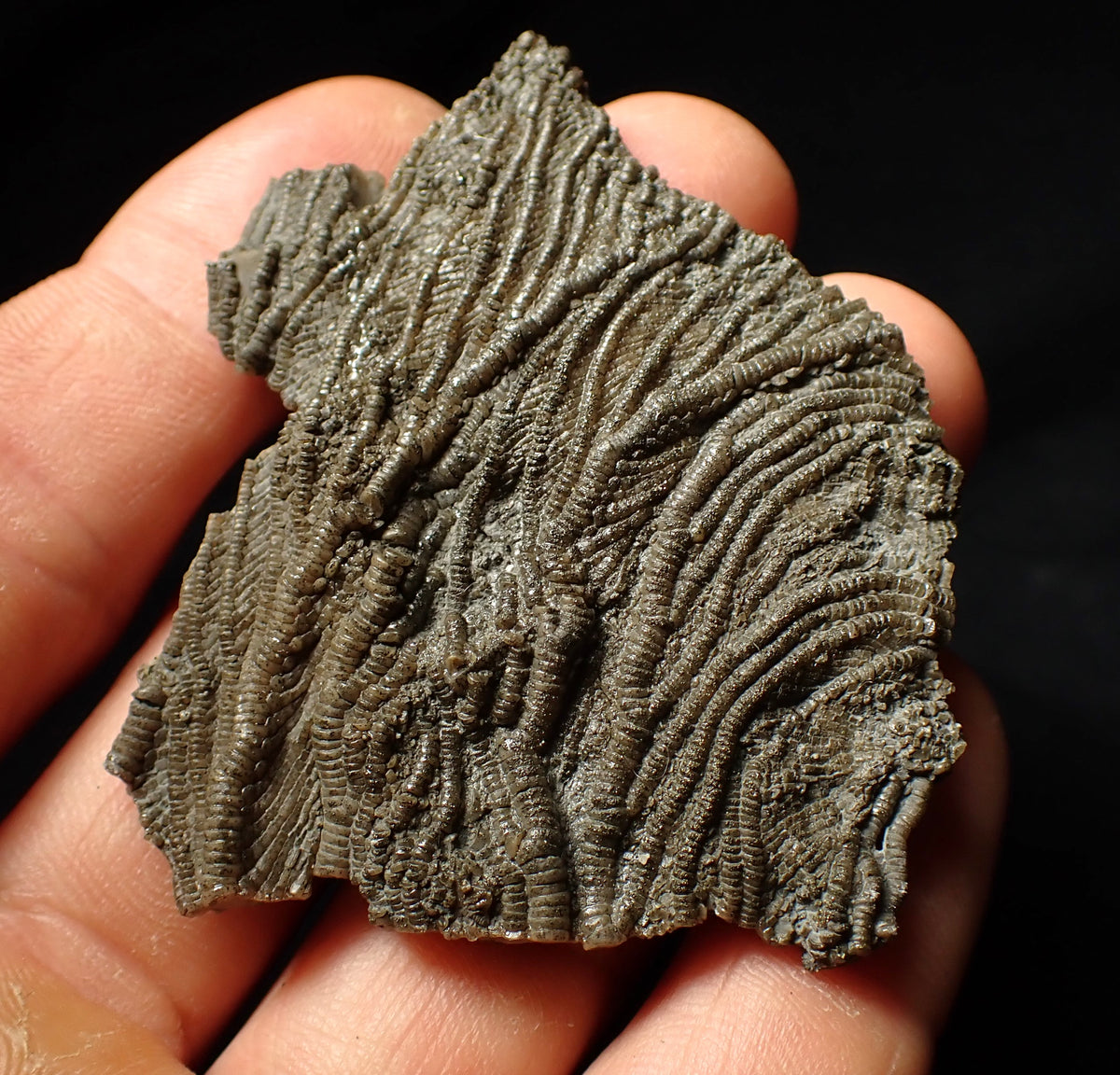 Detailed 3D pyritised crinoid head fossil (60 mm) – Jurassic Coast Fossils