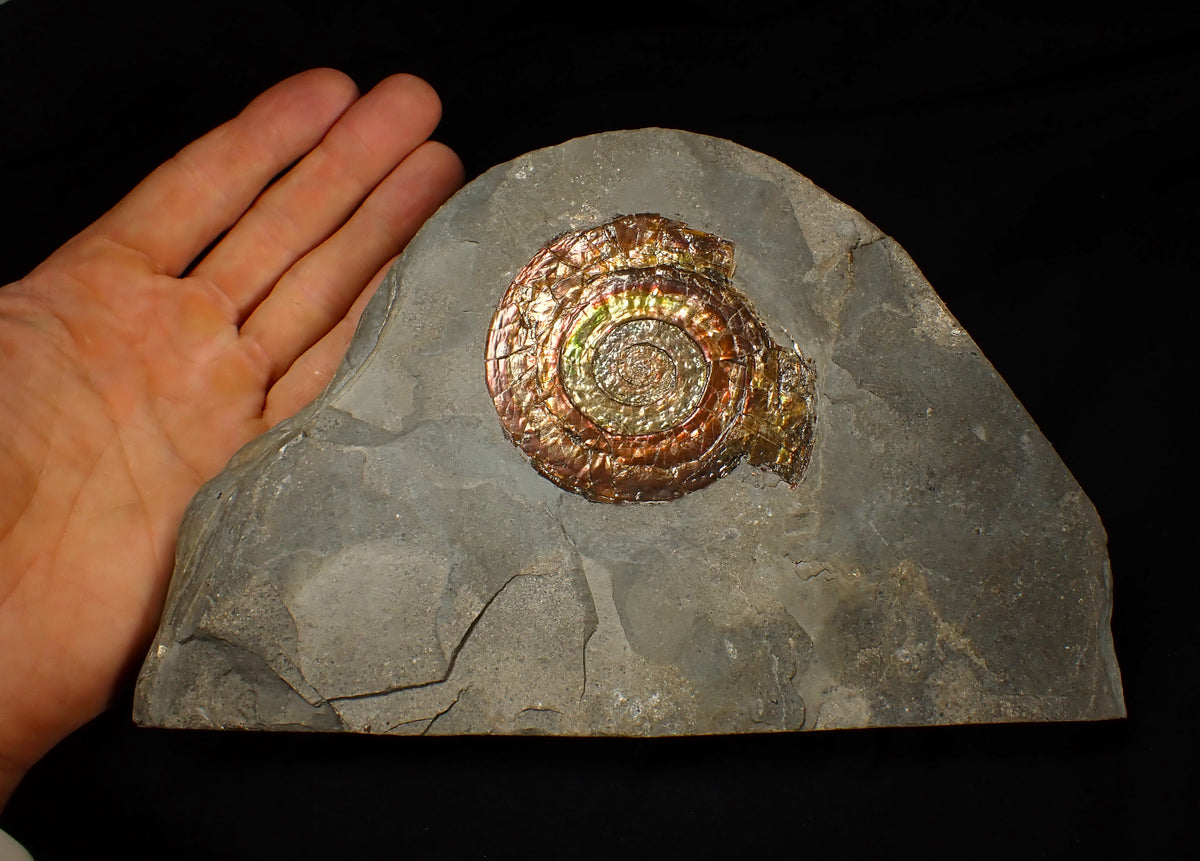 Large rainbow iridescent Psiloceras ammonite fossil display piece (78m ...
