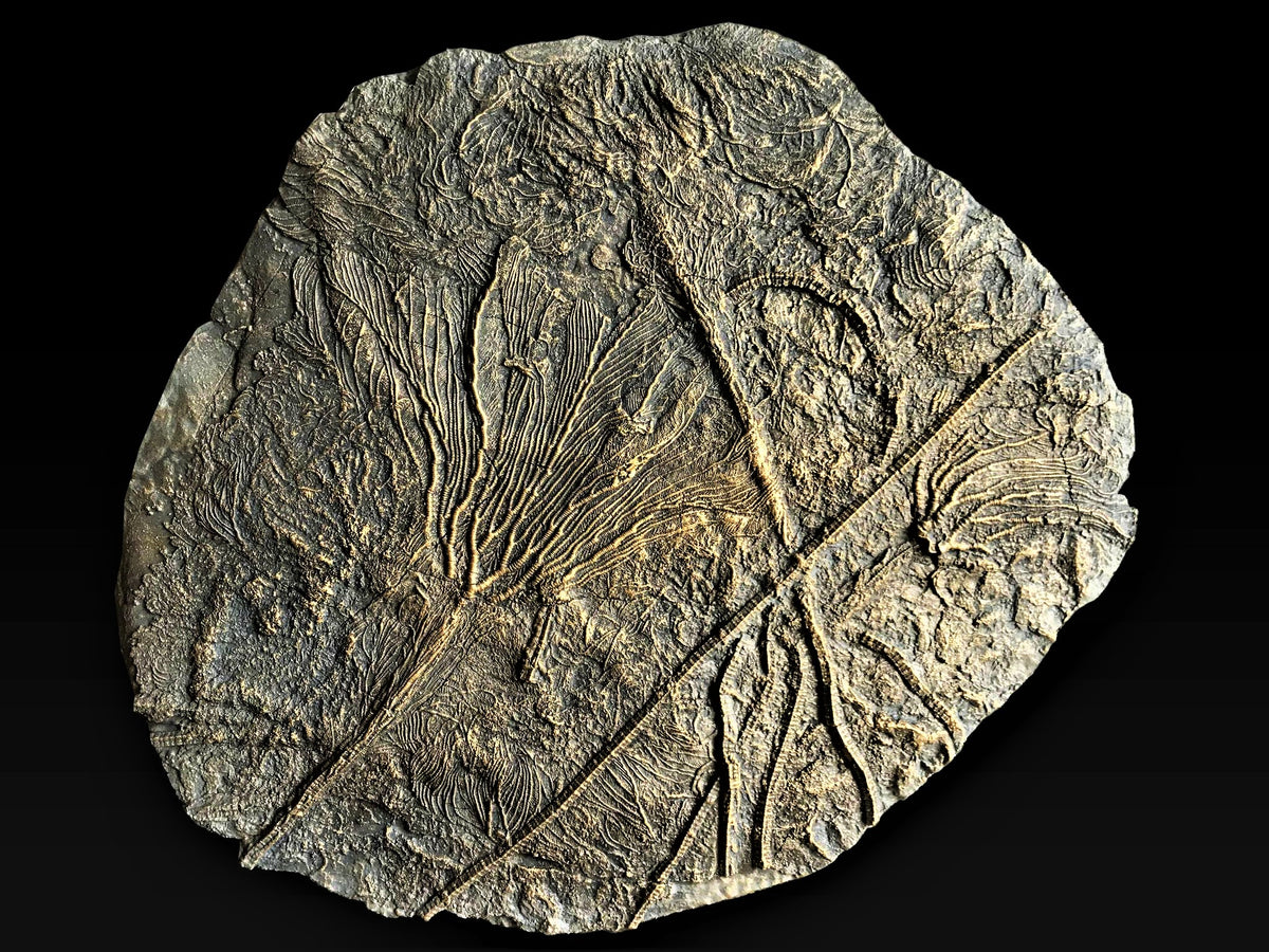 Replica of a rare complete pyritised crinoid – Jurassic Coast Fossils