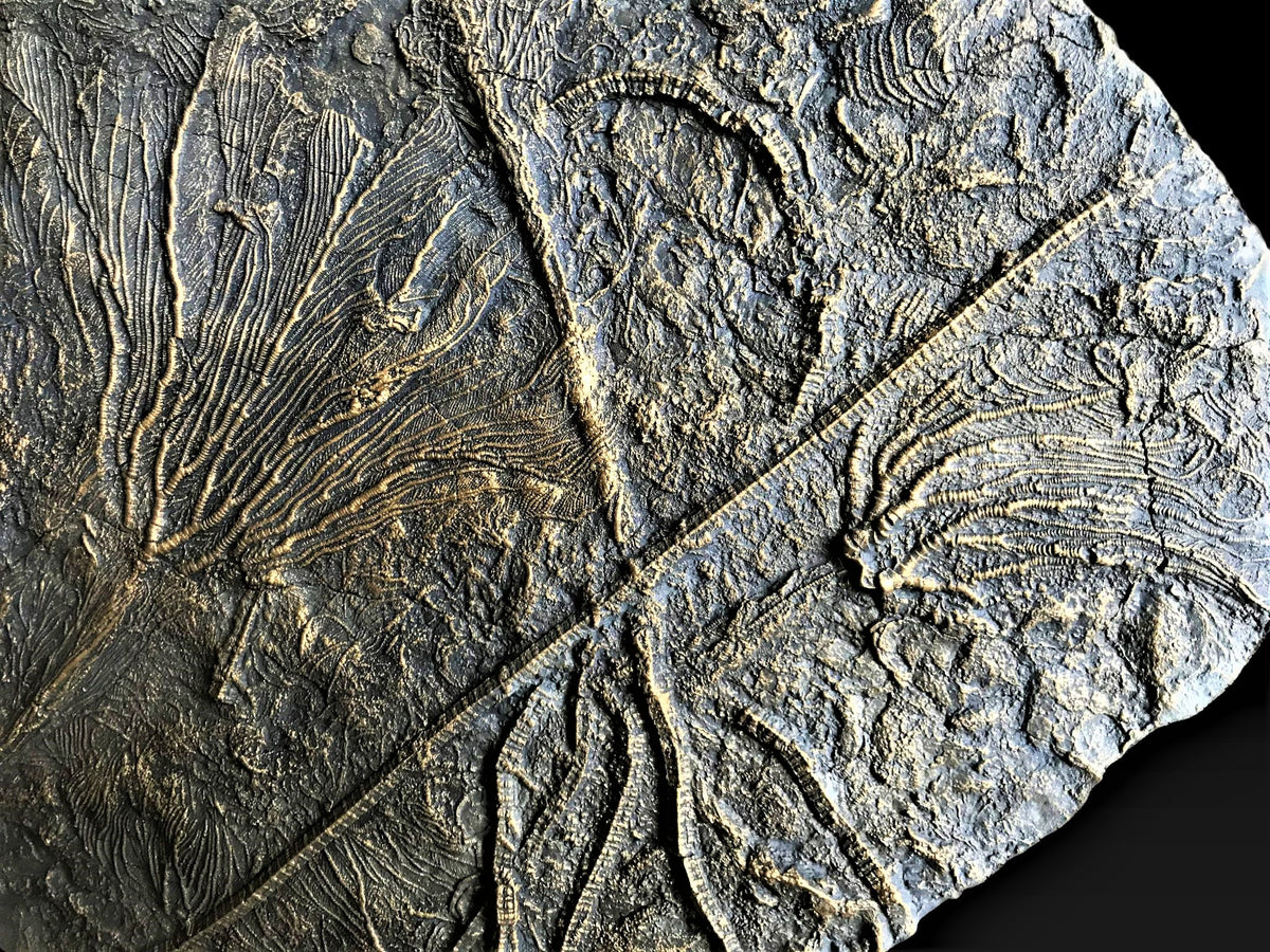 Replica of a rare complete pyritised crinoid – Jurassic Coast Fossils