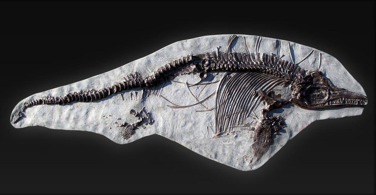 Replica complete Ichthyosaurus breviceps from Lyme Regis – Jurassic ...
