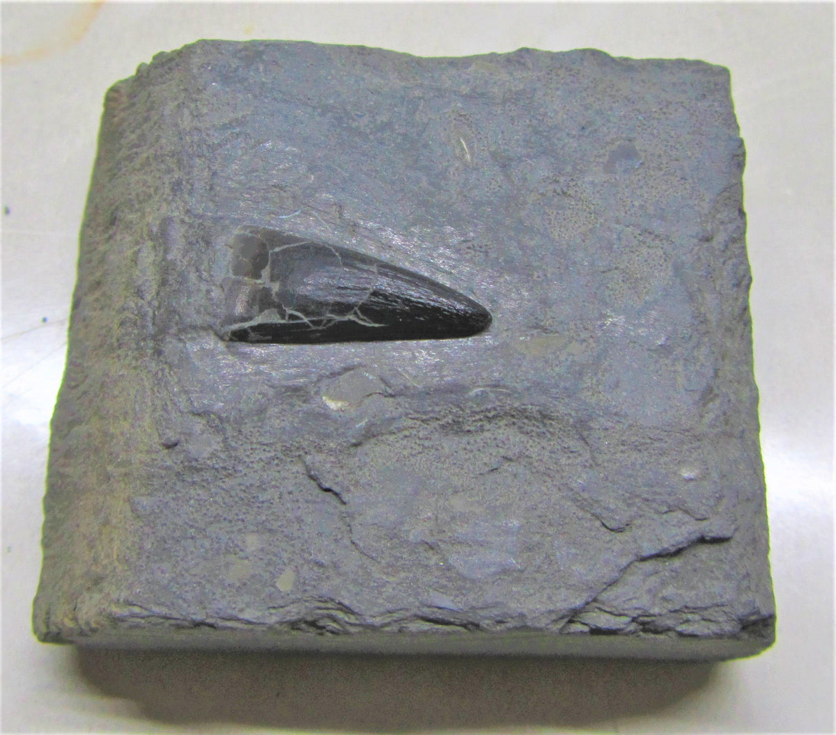 Jurassic ichthyosaur tooth from Lyme Regis – Jurassic Coast Fossils