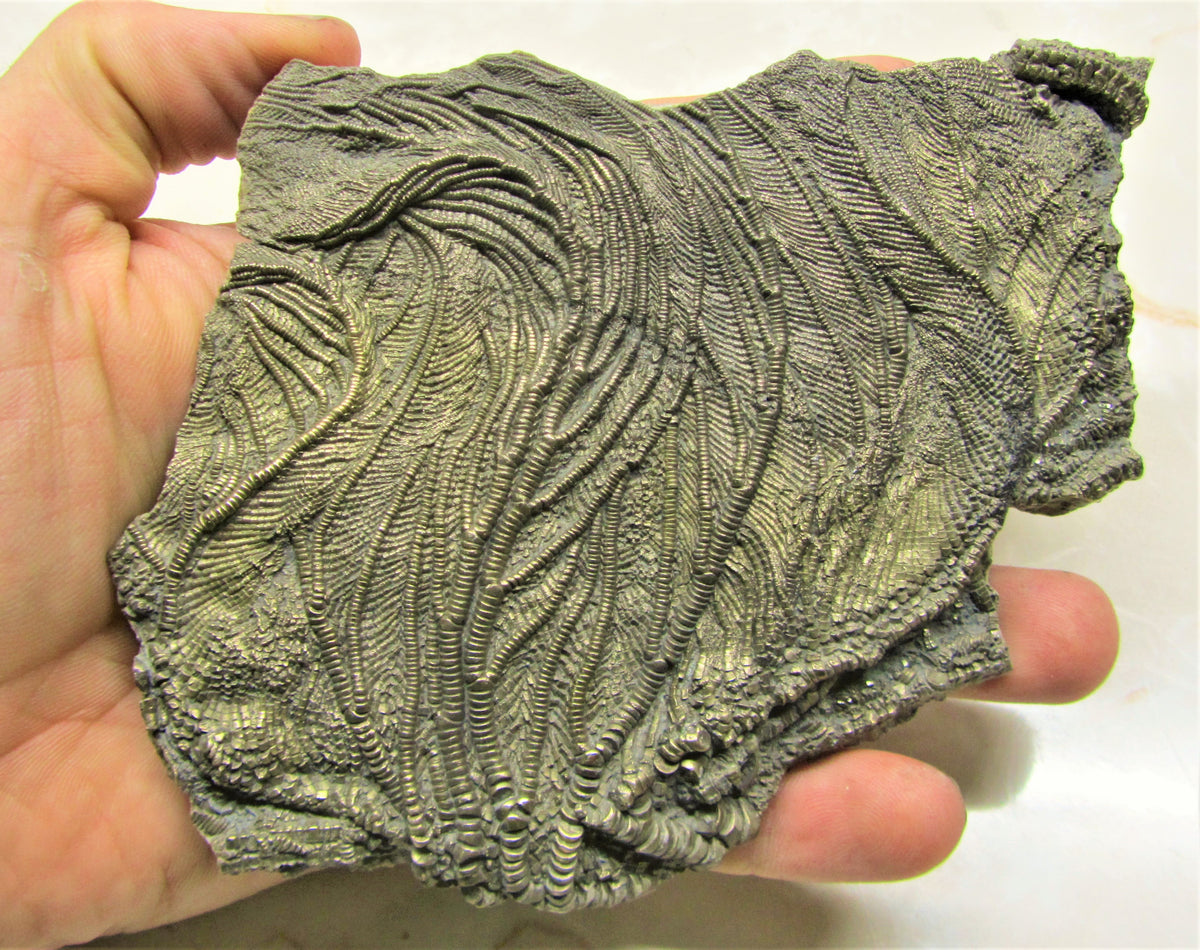 Large golden pyrite crinoid head (155 mm) Pentacrinites – Jurassic ...