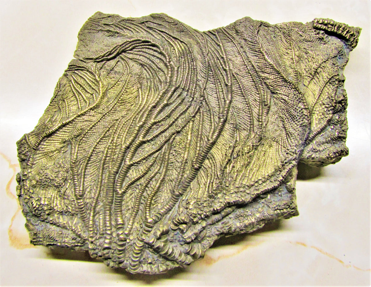 Large golden pyrite crinoid head (155 mm) Pentacrinites – Jurassic ...