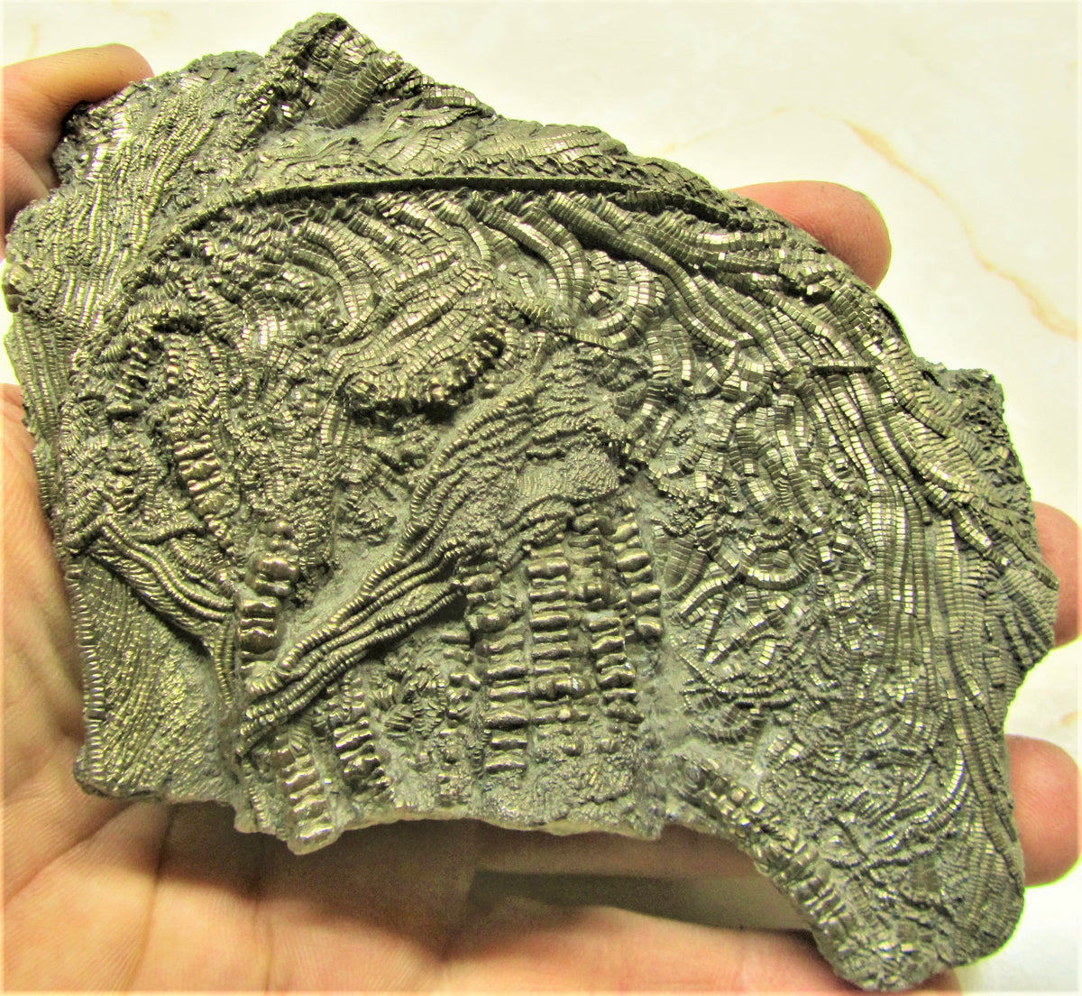Large 3D golden pyrite crinoid (140 mm) Pentacrinites – Jurassic Coast ...