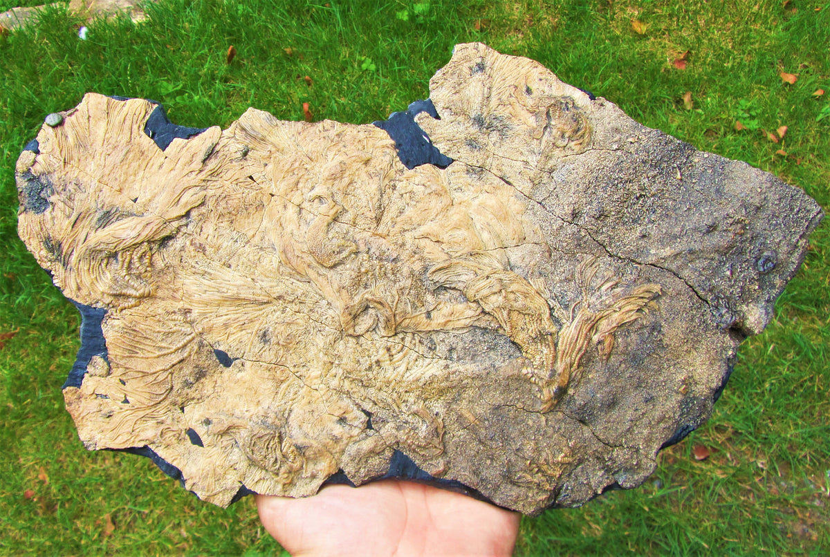 Huge crinoid colony fossil (380 mm) – Jurassic Coast Fossils