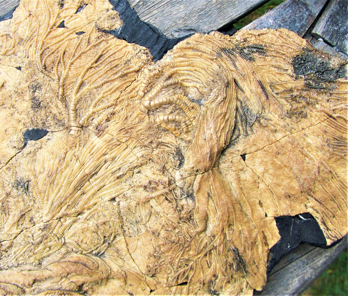 Huge crinoid colony fossil (380 mm) – Jurassic Coast Fossils