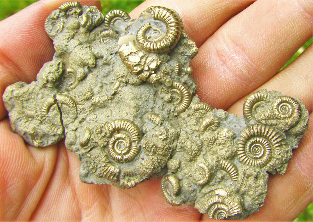 Multi species pyrite multi-ammonite fossil (76 mm) – Jurassic Coast Fossils