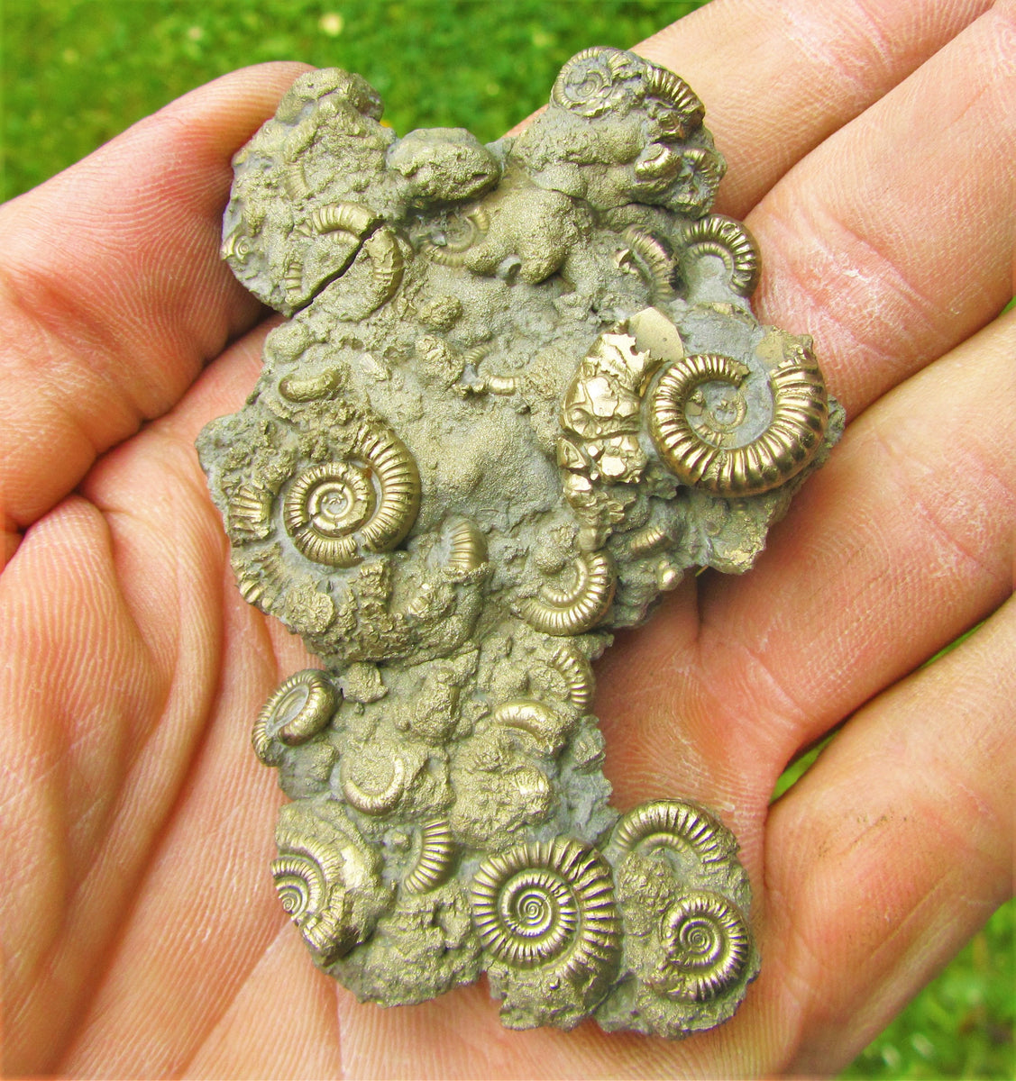Multi species pyrite multi-ammonite fossil (76 mm) – Jurassic Coast Fossils
