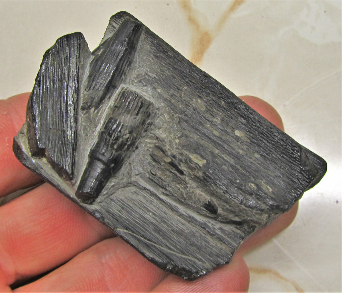 Ichthyosaur jaw with teeth from Lyme Regis – Jurassic Coast Fossils