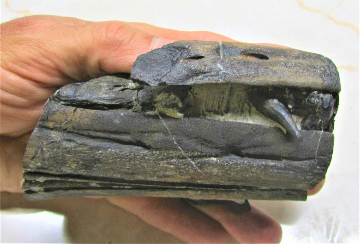 Stunning 3D Ichthyosaur jaws with teeth from Charmouth – Jurassic Coast ...